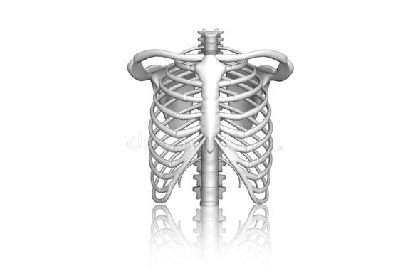 Rib Sternum Stock Illustrations – 3,127 Rib Sternum Stock Illustrations ...