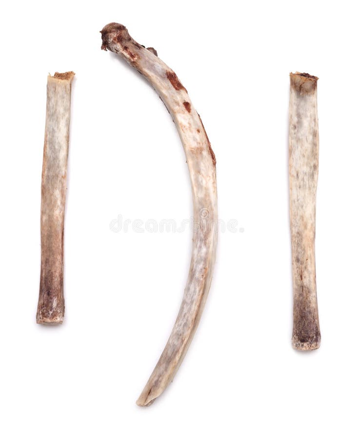 349 Animal Rib Bones Stock Photos - Free & Royalty-Free Stock Photos ...