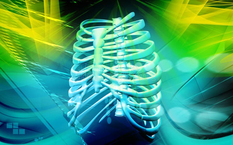 Rib cage stock vector. Illustration of graphic, isolated - 35501772