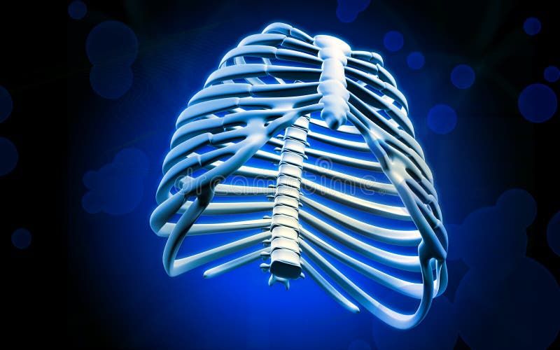 Rib cage stock illustration. Illustration of protective - 6952571
