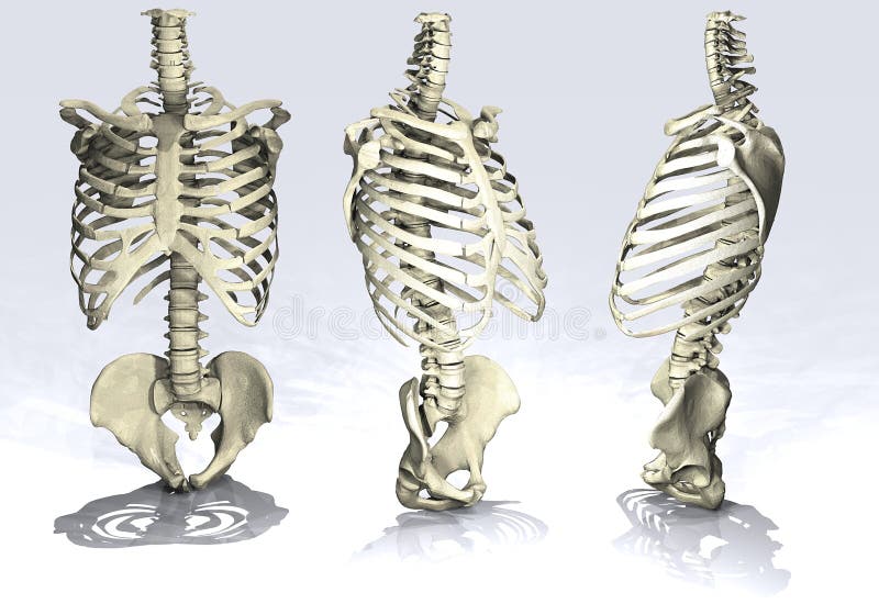 Rib cage stock illustration. Illustration of cartilage - 20565486