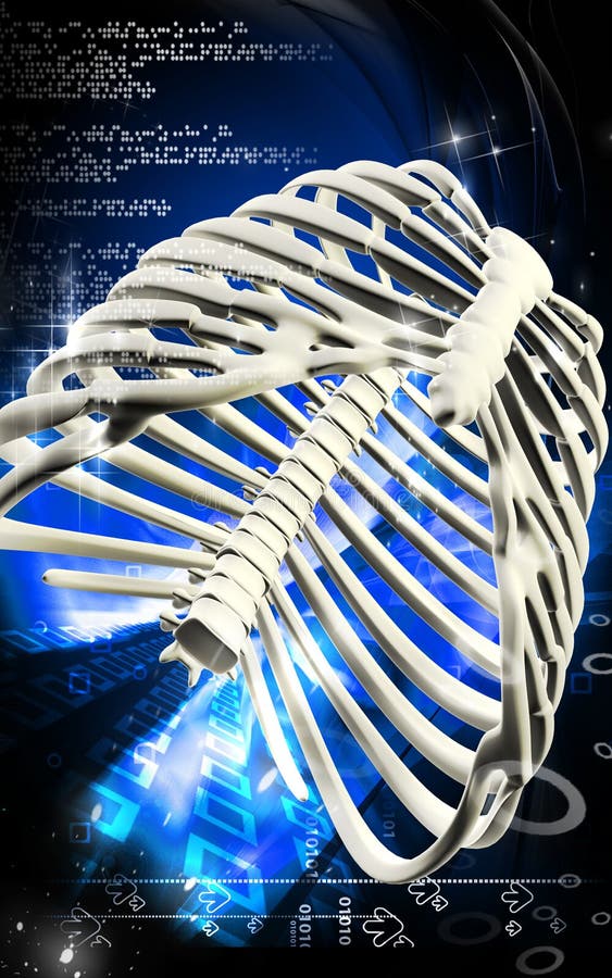 Rib cage stock illustration. Illustration of dimensional - 15247887