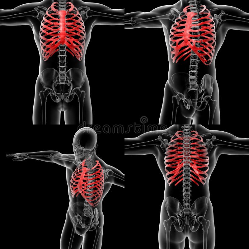 Rib cage stock illustration. Illustration of joint, costa - 82857942
