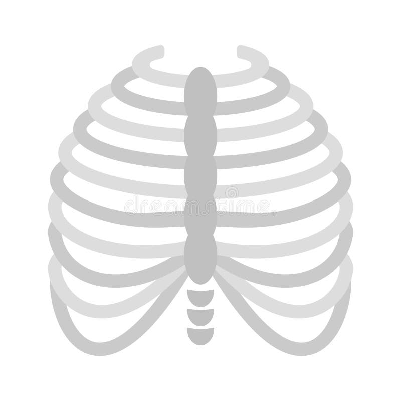 Rib Cage Design Vector Icon Flat Isolated Illustration Stock Vector ...
