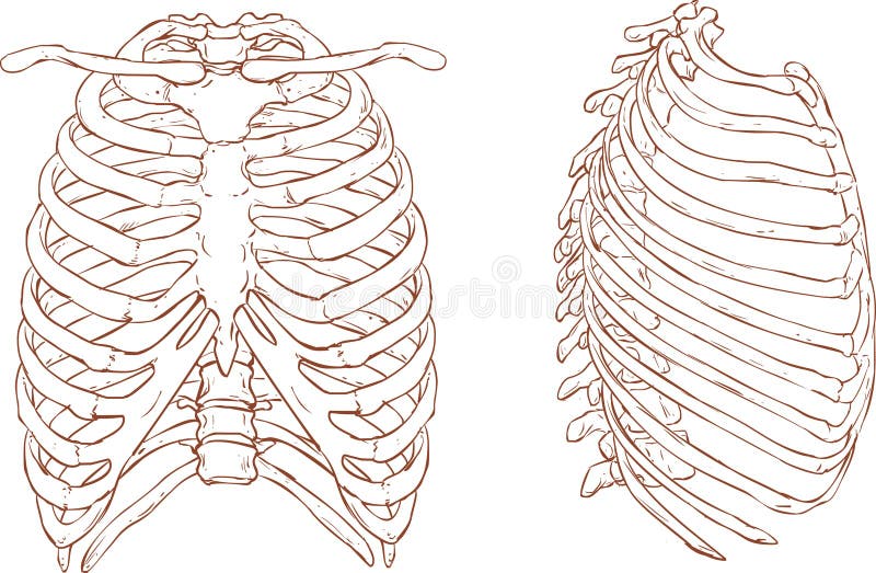 Rib Cage Stock Illustrations – 4,862 Rib Cage Stock Illustrations ...