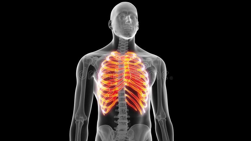 The rib cage stock video. Video of inflamed, skeleton - 68360183