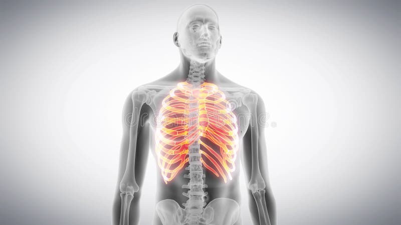 The rib cage stock video. Video of inflammation, animation - 68360901