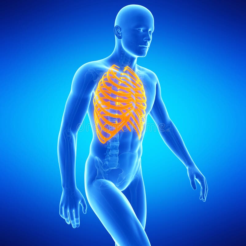 The rib cage stock illustration. Illustration of thorax - 45274797