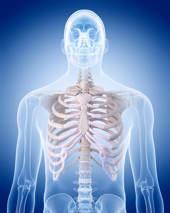 Rib Cage Stock Illustrations – 4,862 Rib Cage Stock Illustrations ...