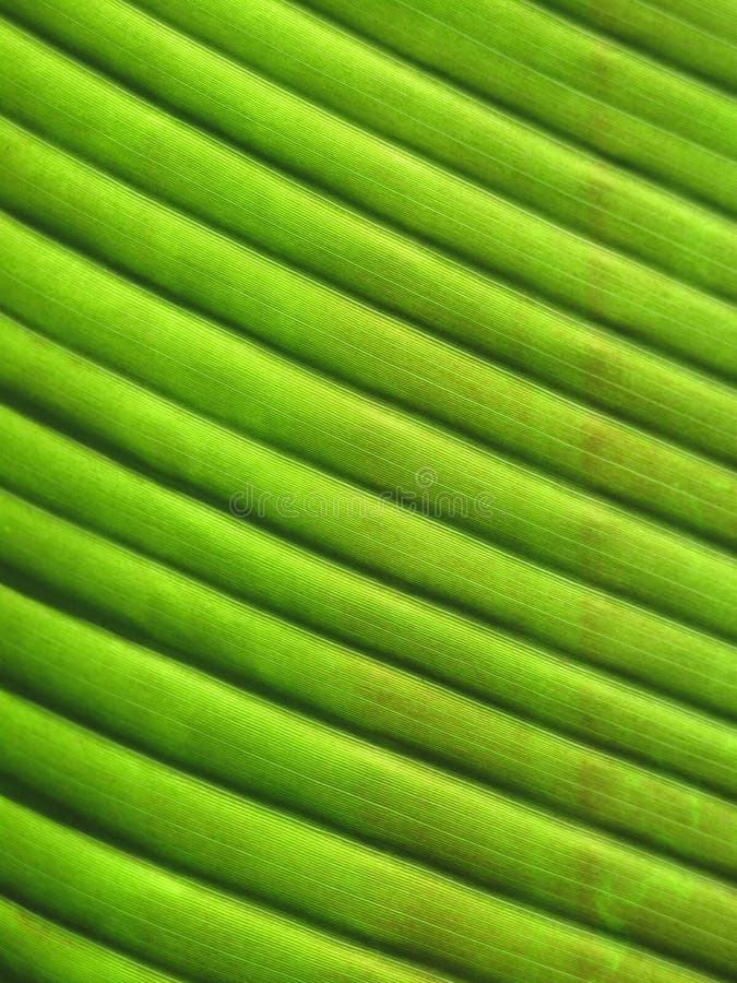 Ribbed Banana Leaf stock photo. Image of close, leaves - 31366994