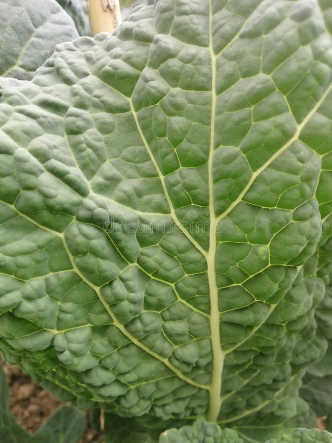 Ribbed Cabbage Leaf for Background Close-up Stock Image - Image of ...