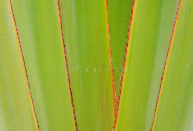 Ribbed Leaf Scientific Name Travellers Palm Stock Photos - Free ...