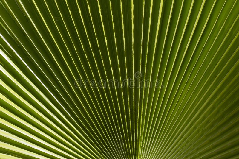 Ribbed Leaf or Scientific Name is Travellers Palm Stock Photo - Image ...