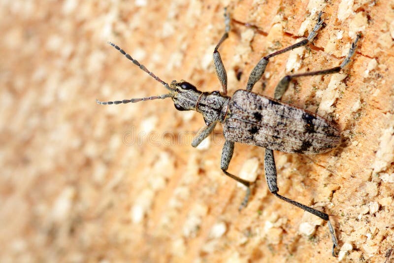 Ribbed pine borer stock image. Image of beetle, inquisitor - 24883683