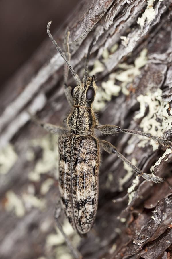 Ribbed Pine Borer (Rhagium Inquisitor) Stock Image - Image of ...