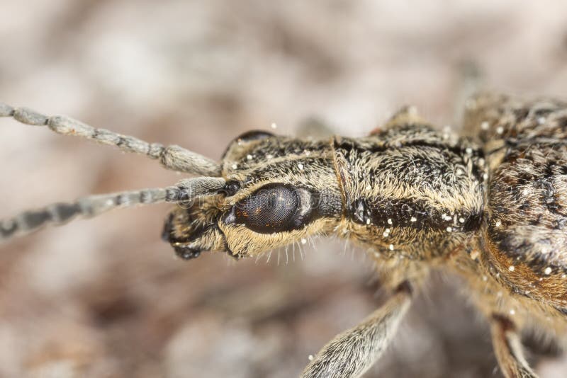 Ribbed Pine Borer (Rhagium Inquisitor) Stock Image - Image of ...