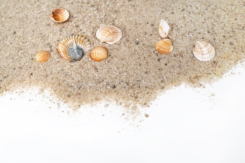 Ribbed Sea Shells Scatter on Sand Surface with Copy Space Stock Image ...