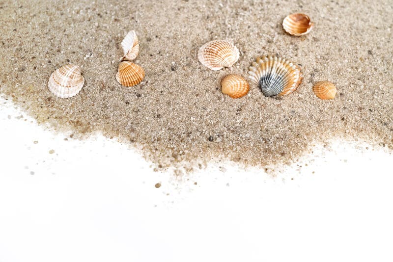 Ribbed Sea Shells Scatter on Sand Surface with Copy Space Stock Image ...