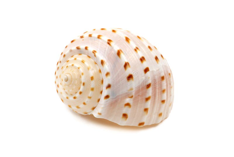 Ribbed Seashell stock image. Image of ribbed, brown, conchology - 18340145