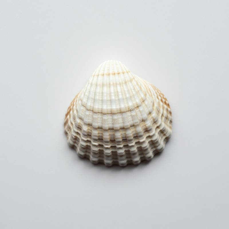 Ribbed Seashell with a Rounded, Conical Shape, Featuring a Smooth ...
