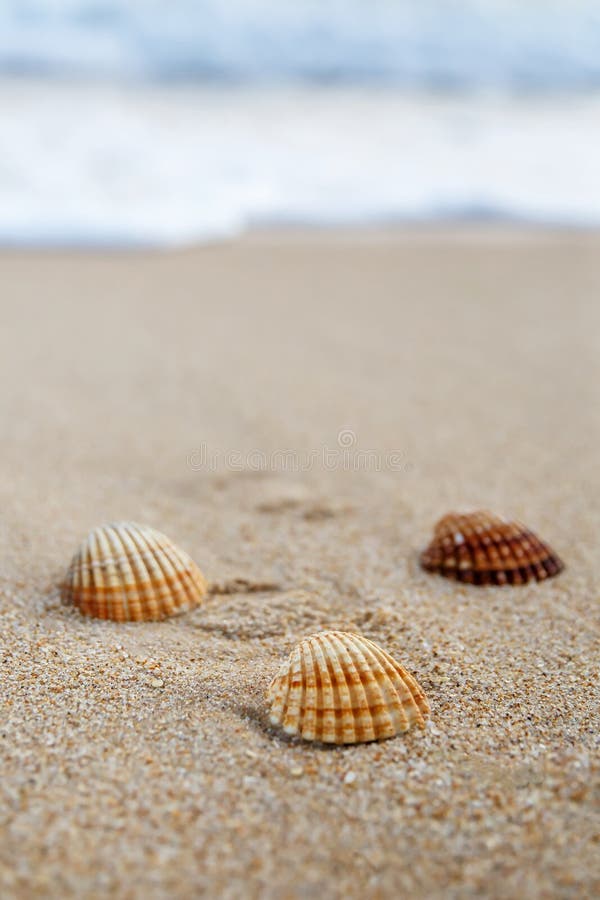 Pearl in Shell on the Beach Stock Image - Image of detail, ribbed ...
