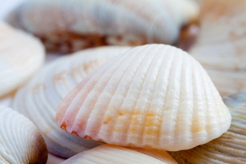 Shell stock photo. Image of firm, detail, flintiness, food - 5509112