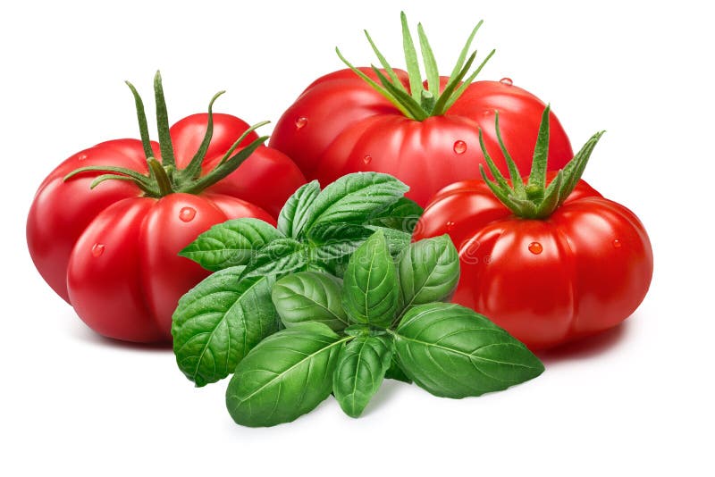 Ribbed Tomatoes with Basil, Paths Stock Photo - Image of sepal ...
