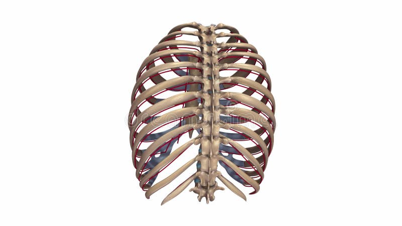 Ribben met Slagaders stock video. Video of illustratie - 88189355