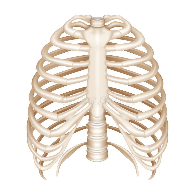 Ribbenkast vector illustratie. Illustration of fysiologie - 13250227