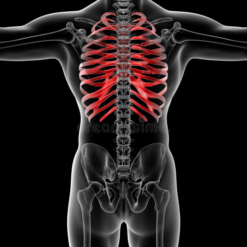 Ribbenkast, Ruggegraat En Opperarmbeen Stock Illustratie - Illustration ...