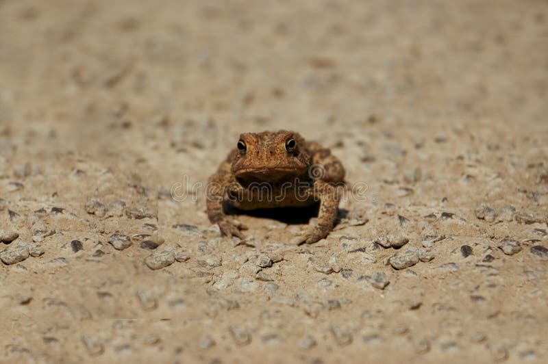 Ribbet.... stock photo. Image of fowlers, closeup, nature - 165858