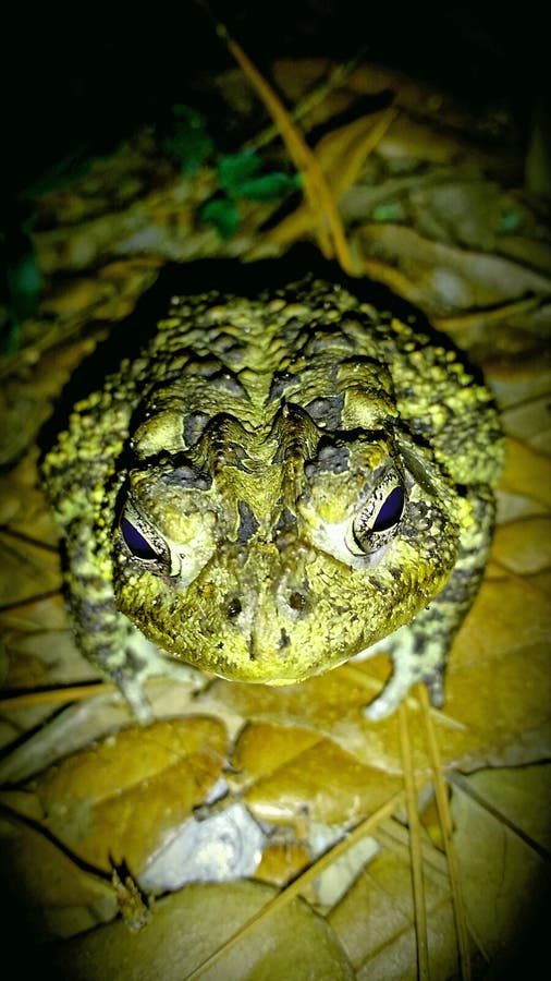 Ribbit stock image. Image of ribbit, toad, bull, frog - 45028811