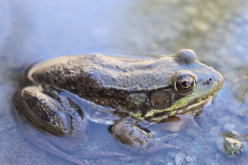 224 Ribbit Stock Photos - Free & Royalty-Free Stock Photos from Dreamstime