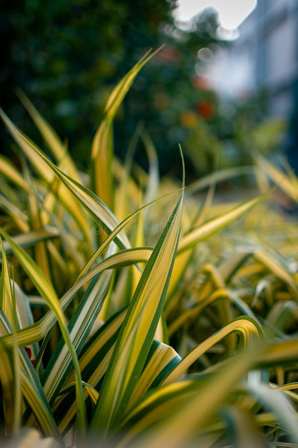 Ribbon grass plant stock photo. Image of cloudy, plant - 267659612