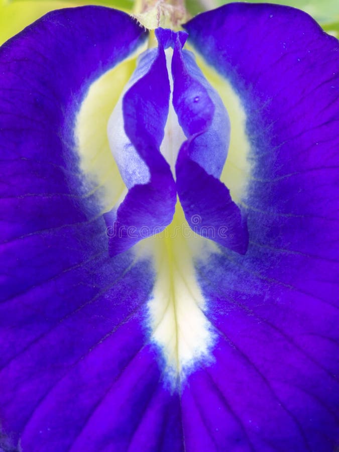 Ribbon Plant Flower Full Blooming Stock Image - Image of isolated ...