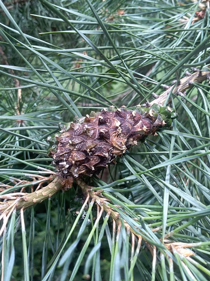 A Ribbon Ripening on a Pine Tree Stock Image - Image of growing ...