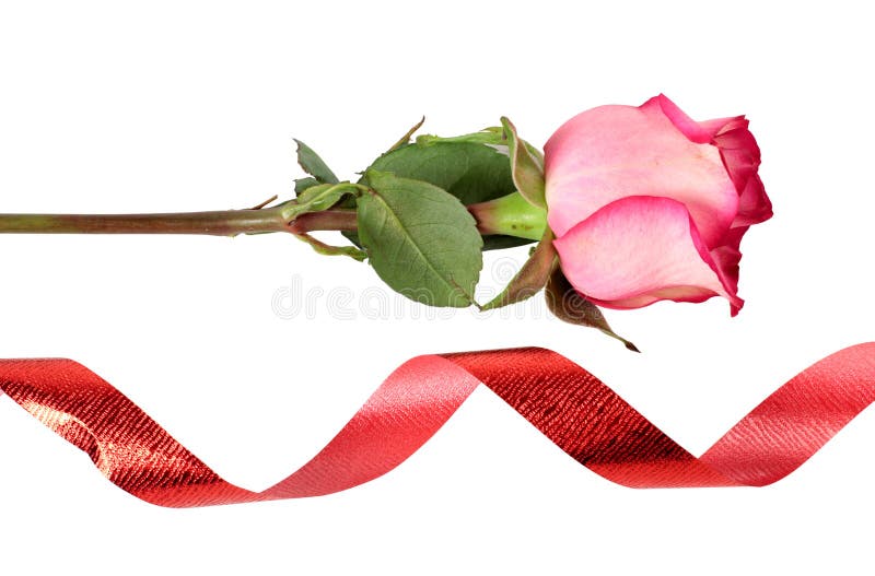 Ribbon and roses stock image. Image of love, flower, design - 29457477