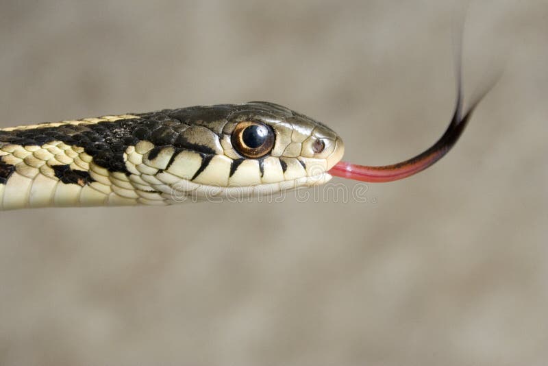 The Ribbon Snake Smelling. Stock Photos - Image: 13662963