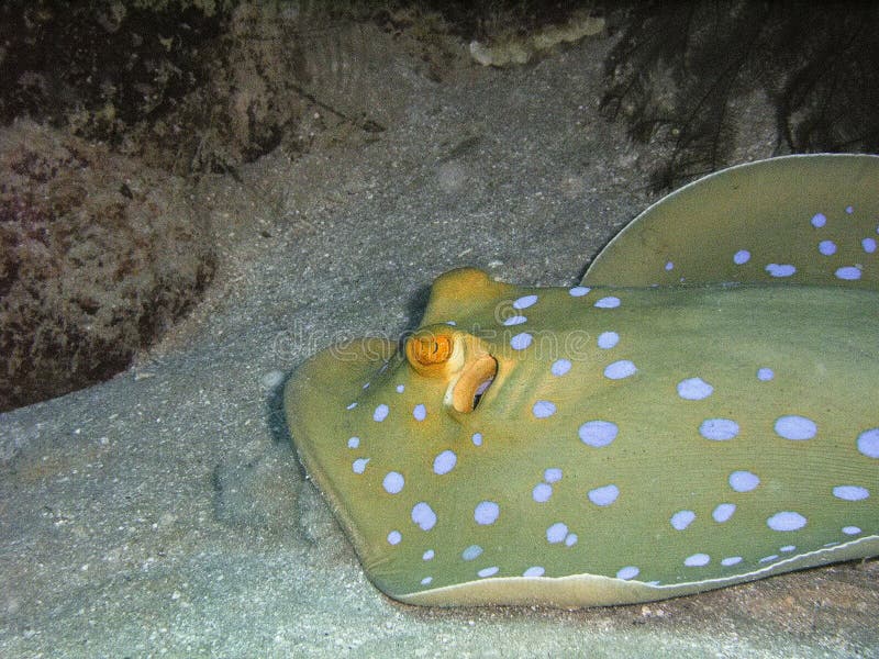Ribbontail Blue Spotted Stingray Picture. Image: 3011079 Ribbontail Blue Spotted Stingray Picture. Image: 3011079