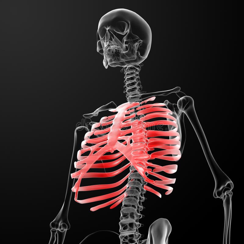 Ribcage Stock Illustrations – 1,019 Ribcage Stock Illustrations ...