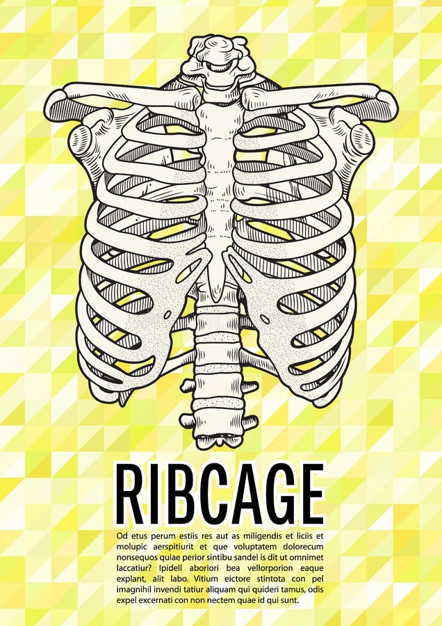 Ribcage stock illustration. Illustration of bone, column - 53502638