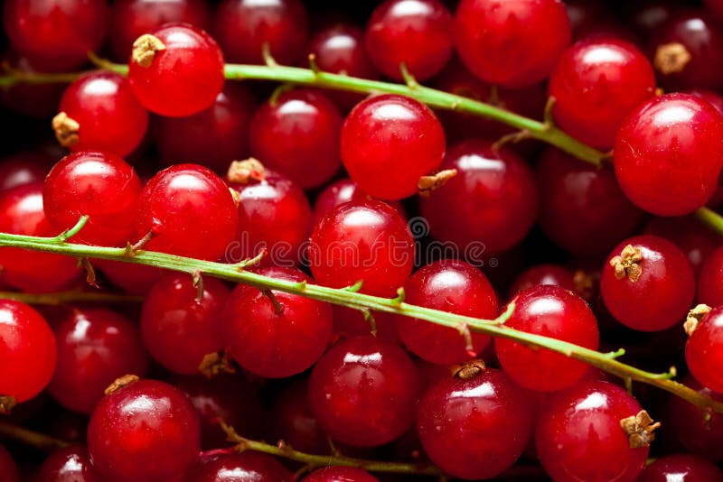 Ribes stock photo. Image of pile, ribes, juicy, sweet - 22741856