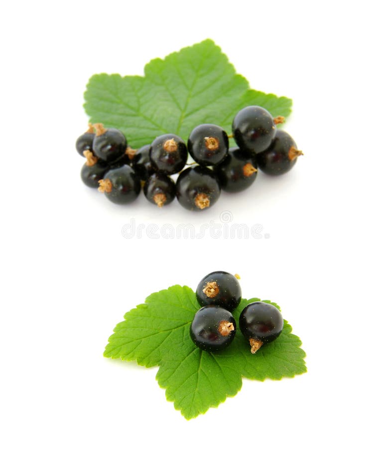 Ribes nero fotografia stock. Immagine di isolato, inceppamento - 10842488