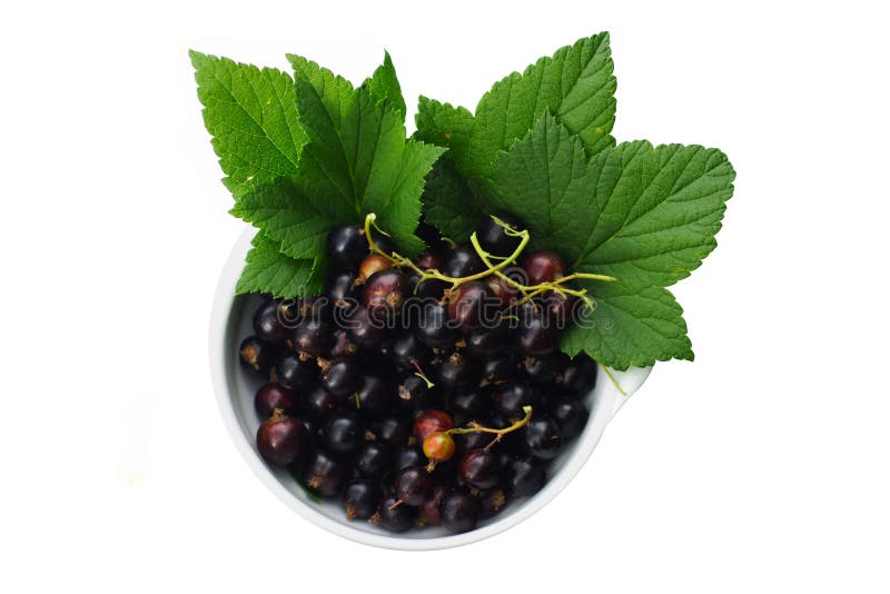 RIBES NERO immagine stock. Immagine di blackcurrants, ribes - 1798727