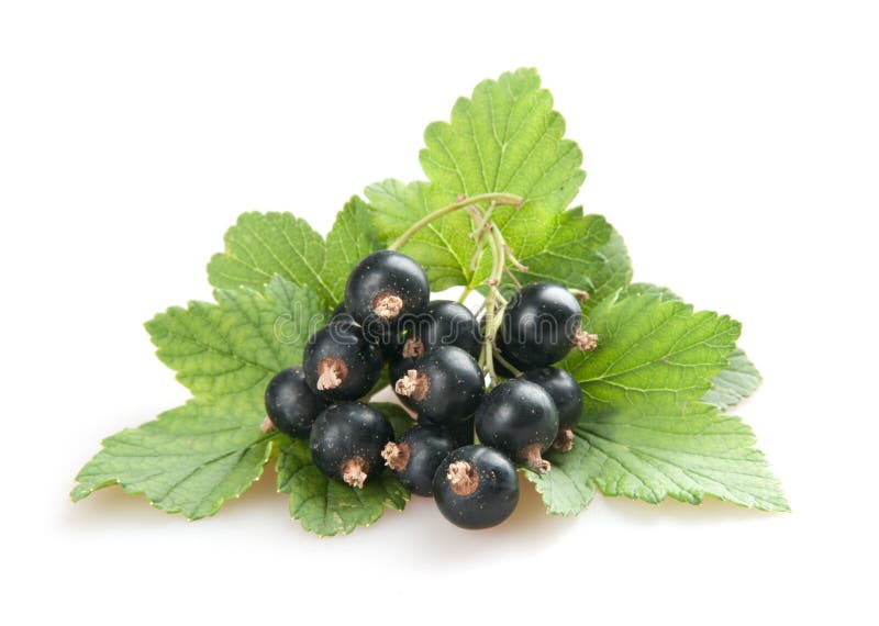 Mazzo Del Ribes Nero (ribes Nigrum), Percorso Di Ritaglio Fotografia ...