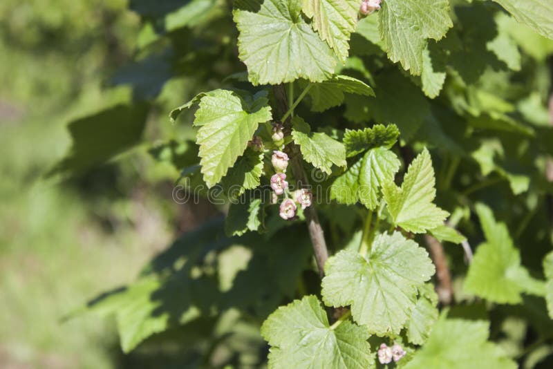 Ribes Nero, Fiori Di Ribes Nigrum Immagine Stock - Immagine di fiori ...