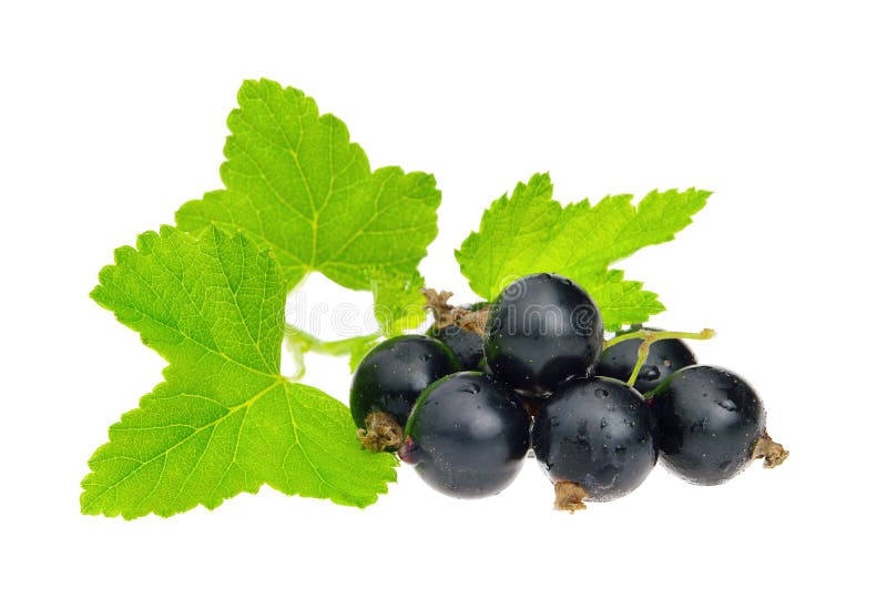 Mazzo Del Ribes Nero (ribes Nigrum), Percorso Di Ritaglio Fotografia ...