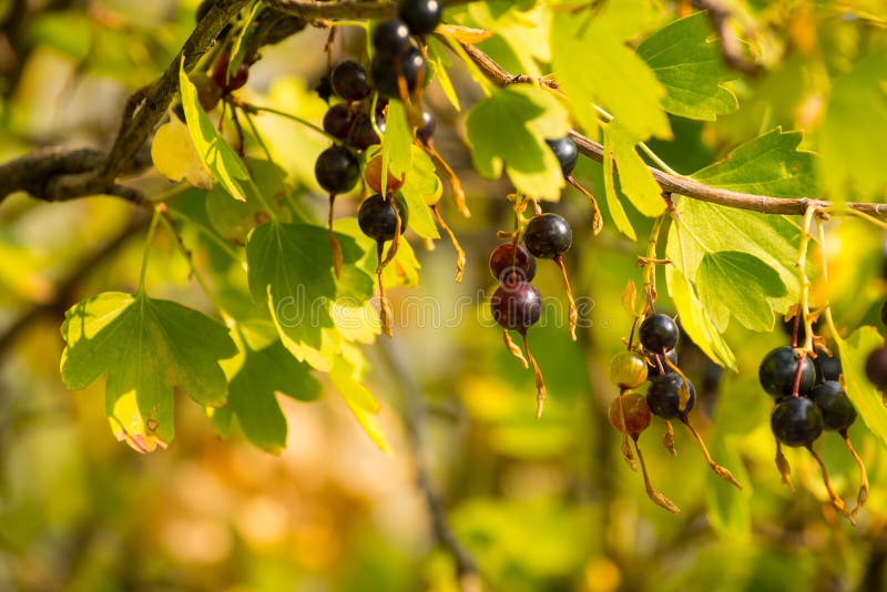 Ribes Nigrum Comunemente Il Ribes Nero O Il Ribes Nero in Un Vaso Di ...