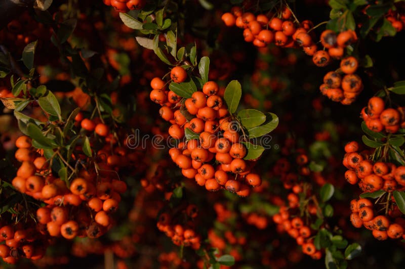 Ribes stock image. Image of ribes, plant, passion, autumn - 52368645