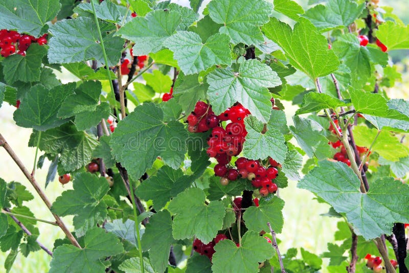 Ribes, ribes immagine stock. Immagine di giardino, sano - 73119957